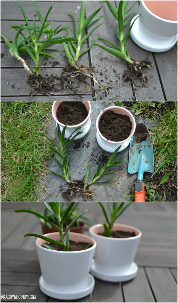 DIY: How To Plant Aloe Vera For Indoors - Aka Chymecindy